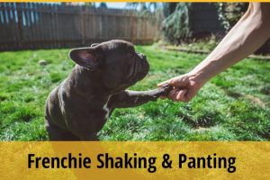Why Is My French Bulldog Shaking And Panting? | ZooAwesome