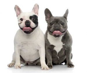 Why Is My French Bulldog So Big? | ZooAwesome