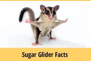 7 Interesting Sugar Glider Facts You Didn't Know | ZooAwesome