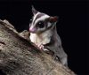 Sugar Glider 101: Everything You Need to Know to Make a Decision on ...
