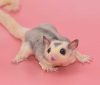 The 3 Different Types of Sugar Gliders and How to Care for Them ...