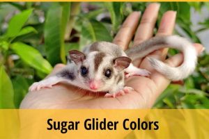 The Four Most Common Sugar Glider Colors: What They Mean, and How to ...