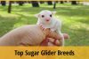 Top Sugar Glider Breeds (And Their Types) For Beginners | ZooAwesome