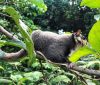 Where is a Sugar Glider From? A Look at Their History and Origin ...