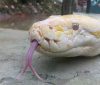 Why do Snakes Kill Prey But Won't Eat It? | ZooAwesome