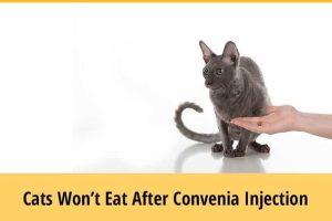 Why do Cats Refuse to Eat After a Convenia Injection? | ZooAwesome
