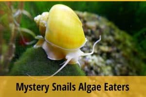 Are Mystery Snails Good Algae Eaters? | ZooAwesome