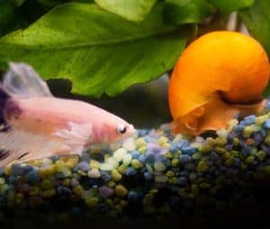 Can Mystery Snail Live With Betta? | ZooAwesome