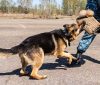 How to Train a German Shepherd - Top Tips | ZooAwesome