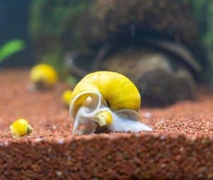 10 Things You Should Know About Mystery Snail | ZooAwesome
