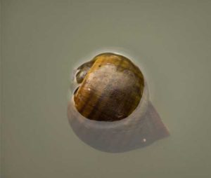 Why Is My Mystery Snail Floating? | ZooAwesome