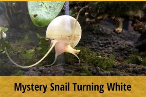 Why is My Mystery Snail Turning White? | ZooAwesome