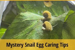 A Guide to Caring For Mystery Snail Eggs | ZooAwesome