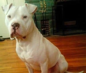 Colby Pitbull: Everything You Need To Know | ZooAwesome