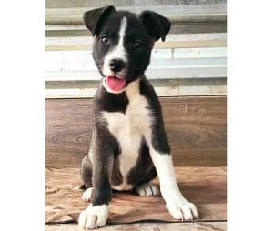 American Staffordshire Terrier Husky Mix - Info, Pictures, & Facts ...