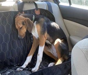 Beagle Treeing Walker Coonhound (Walker Beagle) Info, Pictures, And ...