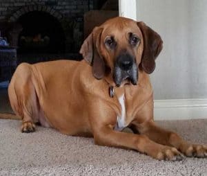 Boxer Bloodhound Mix - Info, Pictures, & Facts | ZooAwesome