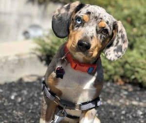Catahoula Beagle Mix - Info, Pictures, & Facts | ZooAwesome