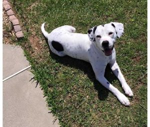 Dalmatian Pitbull Mix (Pitmatian) Info, Pictures, & Facts | ZooAwesome