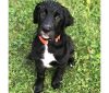 Golden Retriever and Springer Spaniel Mix (Spangold Retriever) Info ...