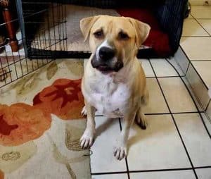 Great Pyrenees and Pitbull Mix (Pyrenees Pit) Info, Pictures, & Facts ...