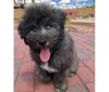 Husky And Shih Tzu Mix (Shih Tzusky) Info, Pictures, & Facts | ZooAwesome