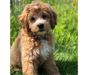 Labradoodle Golden Retriever mix (Double Doodle) Info, Pictures ...