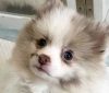 Lavender Pomeranian: Info, Pictures, & Facts | ZooAwesome