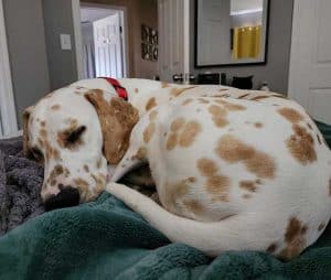 Lemon Dalmatian: Everything You Need to Know | ZooAwesome