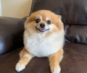 Pomeranian Rottweiler Mix - Info, Pictures, & Facts | ZooAwesome