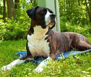 Reverse Brindle Boxer: Everything You Need to Know | ZooAwesome