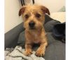 Yorkie Pitbull Mix - Info, Pictures, & Facts | ZooAwesome