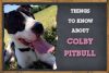 Colby Pitbull: Everything You Need To Know | ZooAwesome