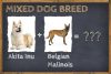 Akita Belgian Malinois Mix (Akita Malinois) Info, Pictures, & Facts ...