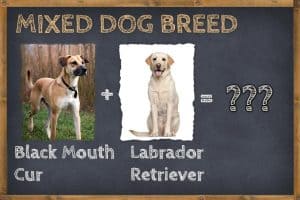 Black Mouth Cur Lab Mix - Info, Pictures, & Facts | ZooAwesome