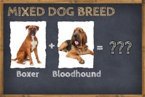 Boxer Bloodhound Mix - Info, Pictures, & Facts | ZooAwesome