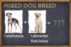 Catahoula Lab Mix (Labahoula) - Info, Pictures, & Facts | ZooAwesome