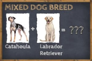 Catahoula Lab Mix (Labahoula) - Info, Pictures, & Facts | ZooAwesome