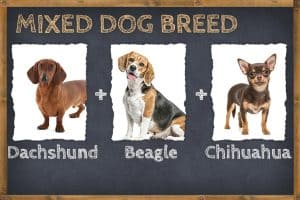 Dachshund Beagle Chihuahua Mix (Cheaglehund) Info, Pictures, & Facts ...