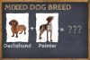 Dachshund Pointer Mix - Info, Pictures, & Facts | ZooAwesome