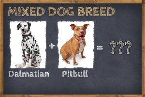 Dalmatian Pitbull Mix (Pitmatian) Info, Pictures, & Facts | ZooAwesome