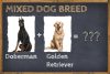 Golden Doberman (Doberman and Golden Retriever Mix) Info, Pictures ...
