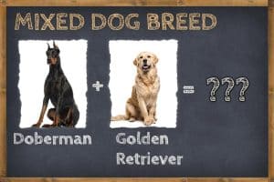 Golden Doberman (Doberman and Golden Retriever Mix) Info, Pictures ...