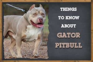 Gator Pitbulls: Everything You Need to Know | ZooAwesome