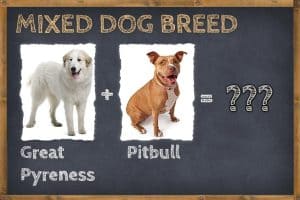 Great Pyrenees and Pitbull Mix (Pyrenees Pit) Info, Pictures, & Facts ...