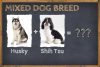 Husky And Shih Tzu Mix (Shih Tzusky) Info, Pictures, & Facts | ZooAwesome