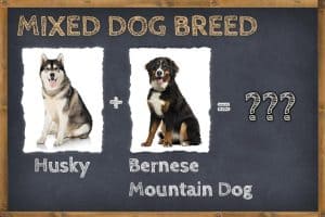 Husky Bernese Mountain Dog Mix (Bernsky) Info, Pictures, & Facts ...