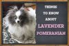 Lavender Pomeranian: Info, Pictures, & Facts | ZooAwesome