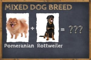 Pomeranian Rottweiler Mix - Info, Pictures, & Facts | ZooAwesome