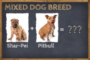 Shar Pei Pitbull Mix (Sharpull Terrier) Info, Pictures, & Facts ...